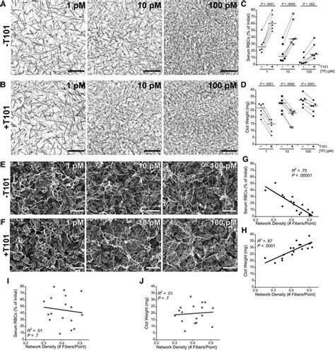 Fibrin Network Density Promotes Rbc Retention In Clots But Fxiiia Download Scientific Diagram