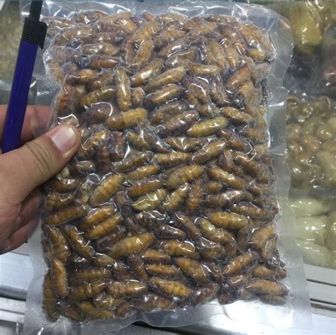 桑虫是什么 老桑虫是什么 桑树上长的虫所有图片 大山谷图库
