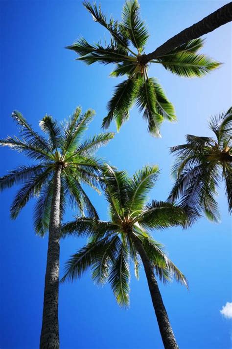 Location Villa Tokay