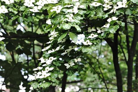 ヤマボウシ 山法師 の花言葉花の種類やハナミズキとの違いは HORTI ホルティ by GreenSnap