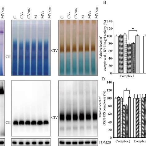 Analysis Of Oxphos Complexes A In Gel Activity Of Complexes I Ii And Download Scientific