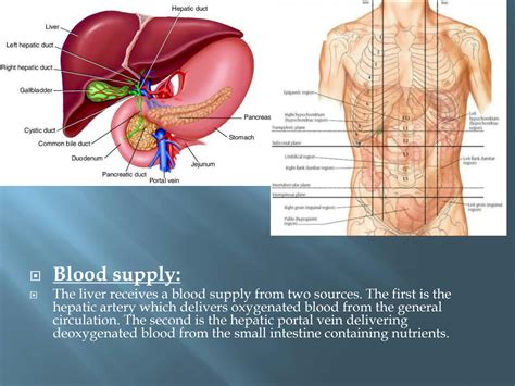 Solution Ct Abdomen Liver Protocol Ppt Studypool