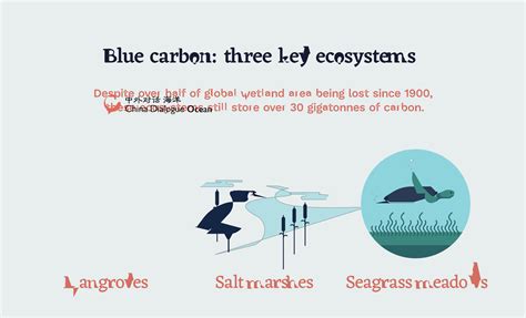 Blue Carbon How Coastal Ecosystems Can Help Capture Emissions