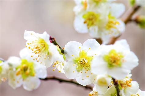 白い梅の花のアップぱくたそフリー素材