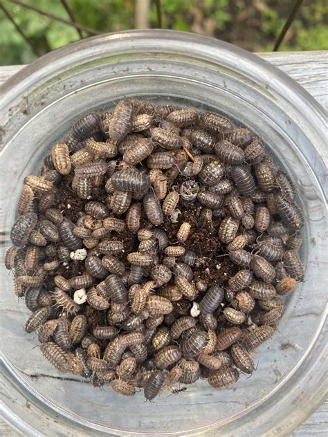 Roly Poly Life Cycle