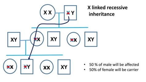 modes of autosomal and sex linked inheritance