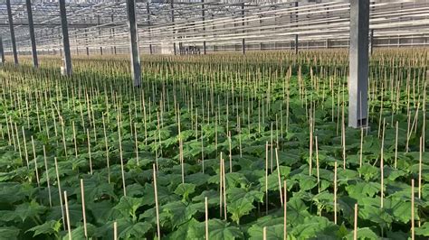 Propagation Cucumber Quality Propagation Solutions