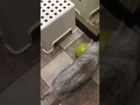 Симба взорвал шарик - YouTube