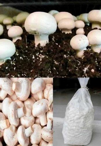 Button Mushroom Spawn At ₹ 180kg Mushroom Spawn In Burhar Id