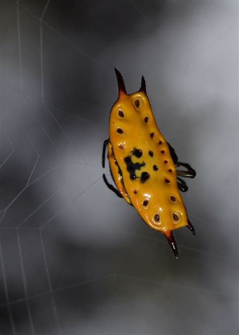21 Spiders With Spikes Pictures And Identification