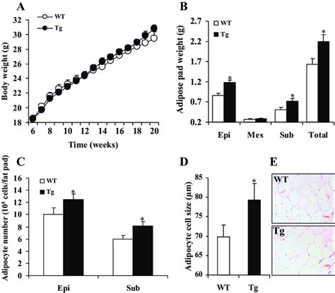 Body Weight Gain And Fat Mass Of Transgenic Tg Mice Overexpressing
