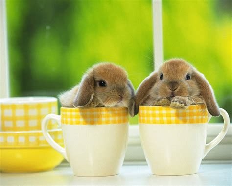 100 Cute Bunny Wallpapers