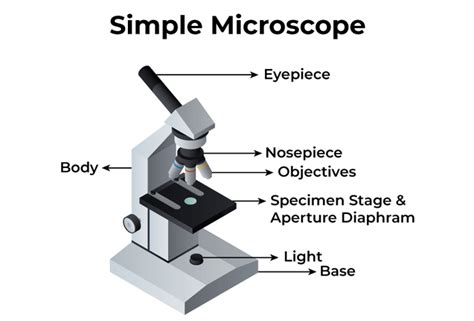 Difference Between Simple And Compound Microscope GeeksforGeeks