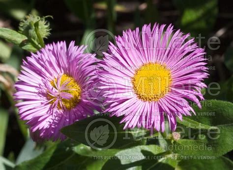 Photo Of Erigeron Pink Jewel Fleabane