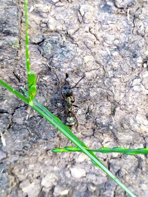 How Do I Get Rid Of This Type Of Ant Terro Isnt Working R Ants