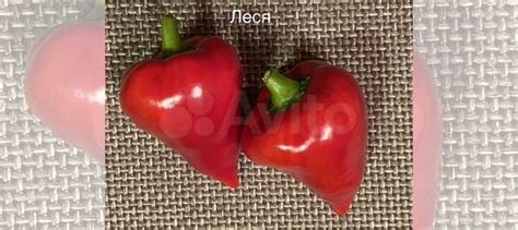 Семена перцев сладких и острых физалиса купить в Москве Товары для дома и дачи Авито