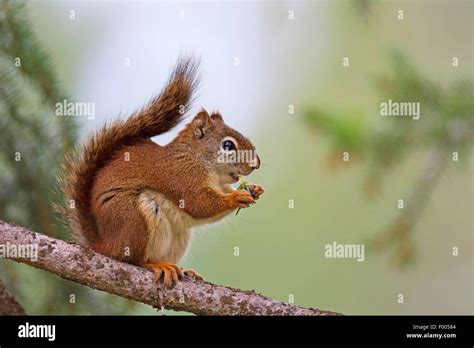 Eastern Red Squirrel Red Squirrel Tamiasciurus Hudsonicus Eats Douglas Fir Needles Canada