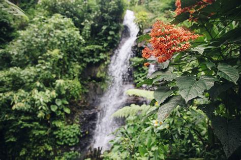 Gitgit Waterfall A Complete Guide To Help You Visit Gitgit Waterfall