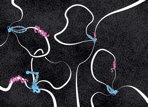 Loops Flags And Tension In Dna