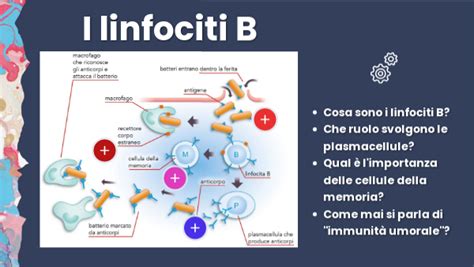 Cellule T E B Helper