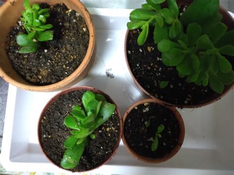 多肉植物 コチレドン ゴルビュー ベル型花 オレンジ色 mmkeimmkei777のブログ