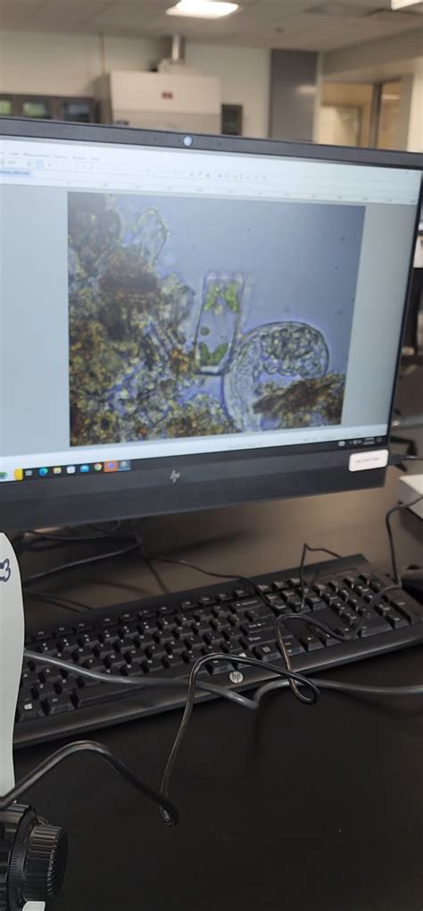 Flatworm Chilling With A Perfect Little Plant Cell Tropical