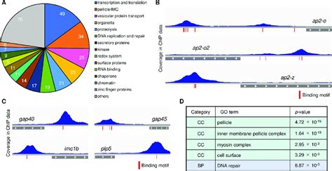 Target Analysis Of Ap2 Z Using Chip Seq Data A Classification Of The