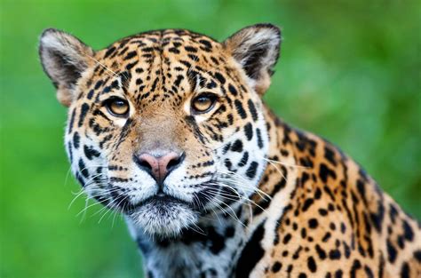 Jaguar Y Pantera