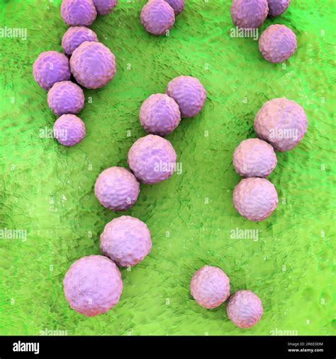 Streptococcus Mutans Streptococcus Mutans Extracellular Dna Is