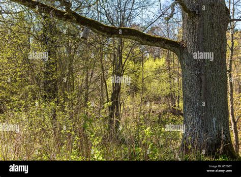 Single Isolated Large Big Tree In Nature Environment With Huge Trunk And Foliage Around Stock