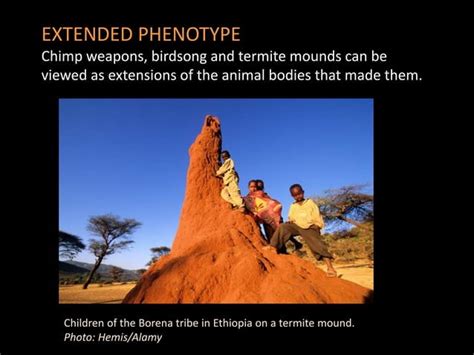 Extended Phenotype Ppt