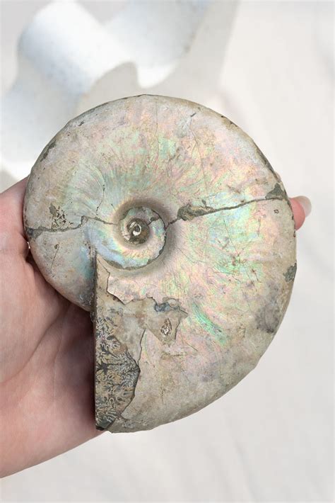 Opalised Ammonite Fossil 595 Born Crystals