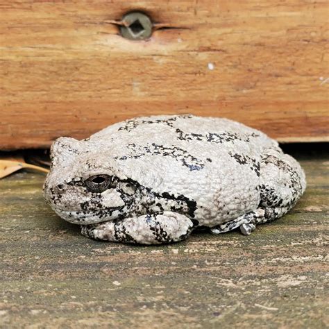 Absolute Unit Of A Tree Frog Rfrogs