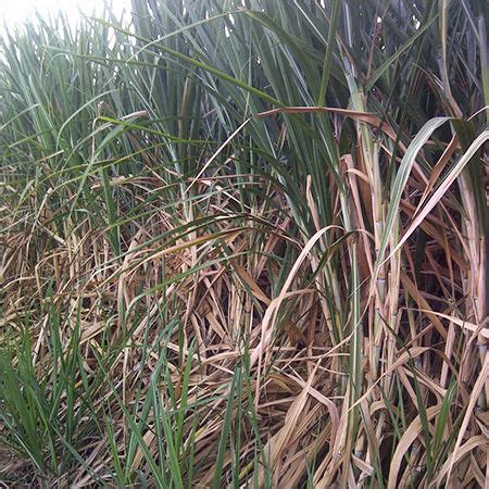 Raw Sugar Cane At Best Price In Indore Madhya Pradesh Deeksha Farms