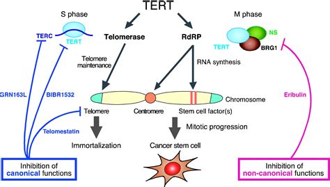 Telomerase