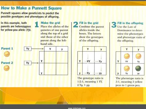 Why Monohybrid Cross Problems Are Essential To Understanding Genetics Answers Provided