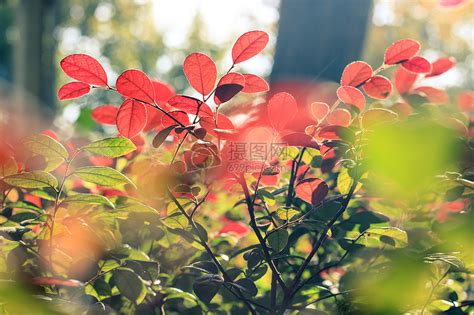 秋天阳光下的花草高清图片下载 正版图片500188354 摄图网