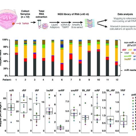 An Updated Small RNA Seq Workflow For Modification Friendly Global Download Scientific Diagram