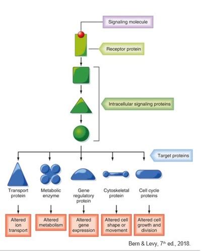 15 18 Neural Physiology Flashcards Quizlet