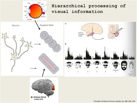 Edge Detection Via Lateral Inhibition Ppt Download