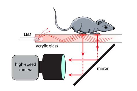 Quantification Of Gait Parameters In Freely Walking Rodents Norpix Blog