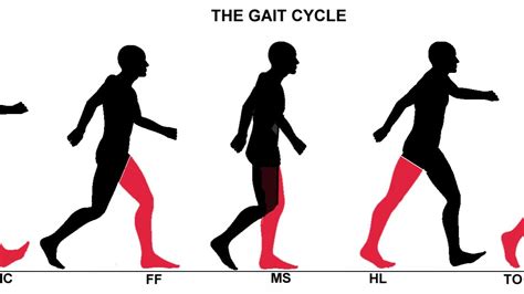 Gait Cycle