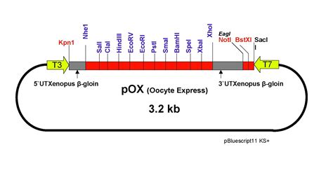 Addgene Vector Database Pox