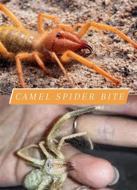 Do Camel Spiders Spin S At Albert Glover Blog