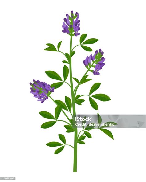 알팔파 루체른 힐링 플라워 벡터 의료 일러스트는 평평한 디자인의 흰색 배경에 고립 인포 그래픽 요소 치유 허브 아이콘 알팔파에