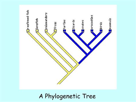 Ppt Bioinformatics Powerpoint Presentation Free Download Id867007