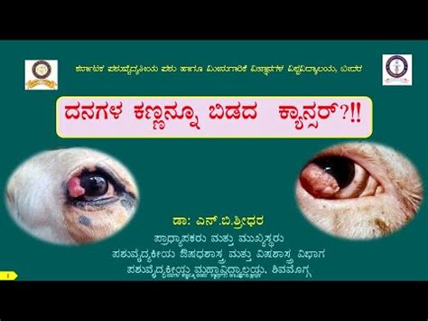 ಪಶುಗಳಲ್ಲಿ ಕಣ್ಣಿನ ಕ್ಯಾನ್ಸರ್ ಡಾಶ್ರೀಧರ Eye Cancer In Cattle Or Squamous