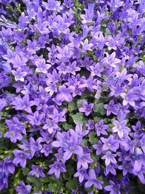 Tips And Offers — Eden Park Garden Centre Your Local Garden Centre And Landscaping Specialist