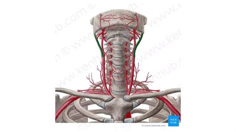 Cranial Vascular Anatomy Pptx