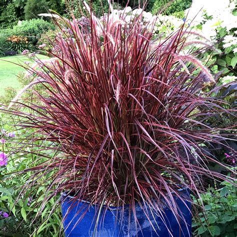 20 Full Sun Container Plants Ideas To Brighten Your Day My Besuited Home
